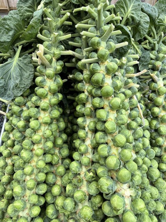 Spalding Farm Shop | On A16 between Spalding and Boston