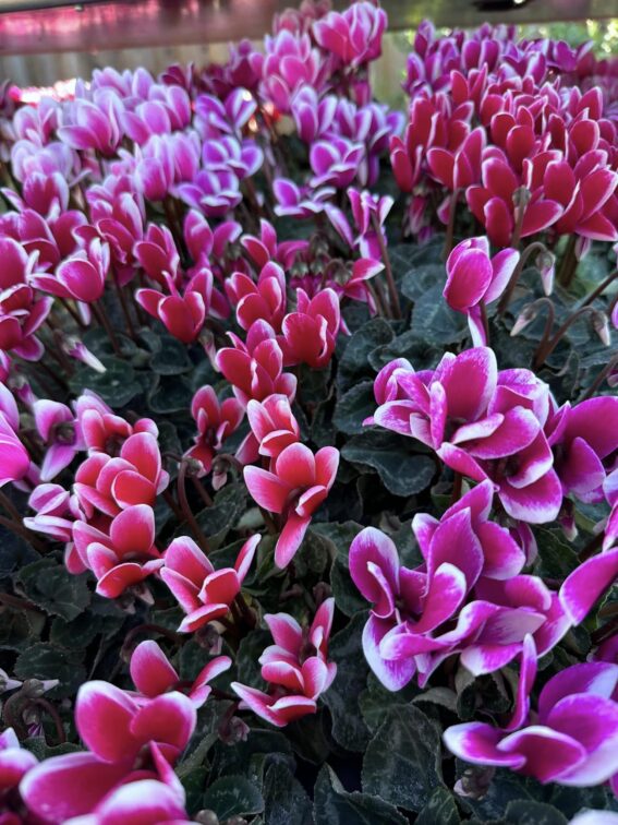 Spalding Farm Shop | On A16 between Spalding and Boston